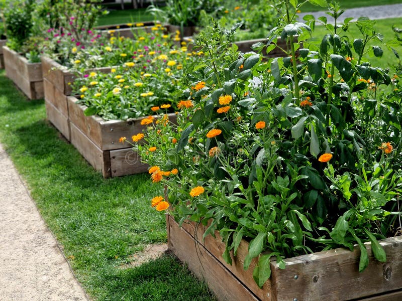Rural Square with Yellow Perennials Flowering in a Flowerbed Along ...