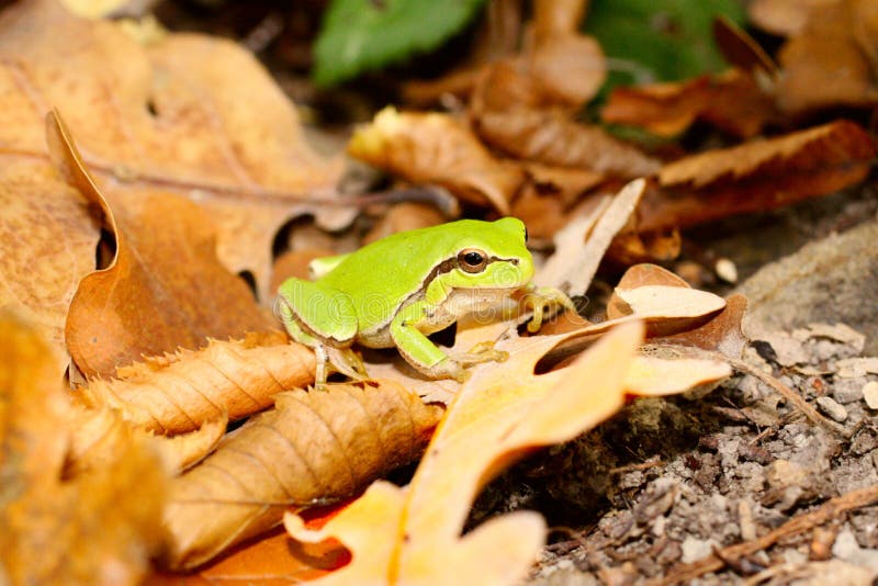 Wood frog stock photo. Image of nature, autumn, animal - 12907470