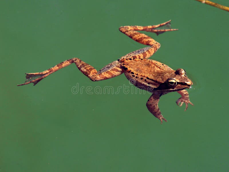 Wood frog stock photo. Image of amphibian, amphibians - 13556402