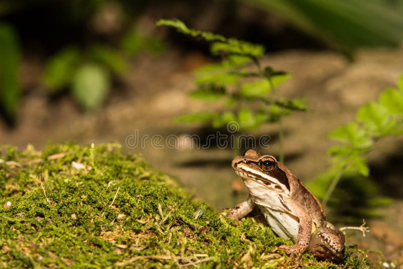 743 Happy Spring Frog Stock Photos - Free & Royalty-Free Stock Photos ...