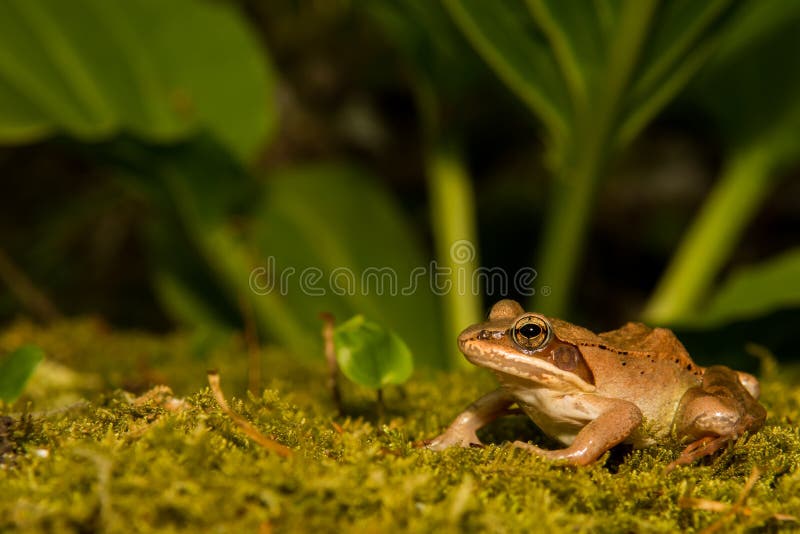 Wood Frog stock image. Image of frog, biology, animal - 71356191