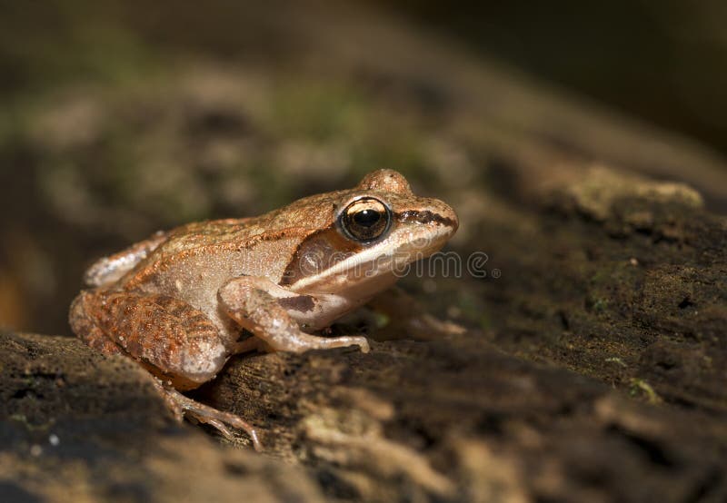 Wood Frog Rana Sylvatica Pollyfrog Stock Photo - Image of sylvatica ...