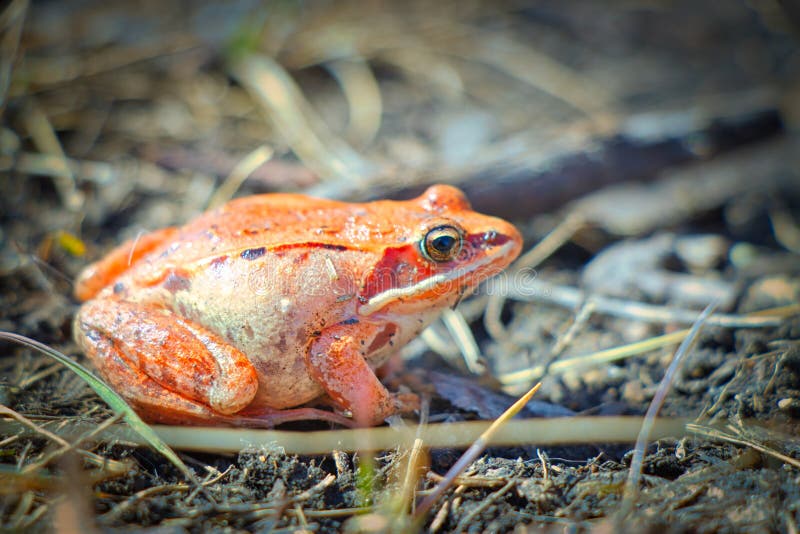Wood Frog Warming Up on Spring Sun Stock Photo - Image of leaf, fish ...