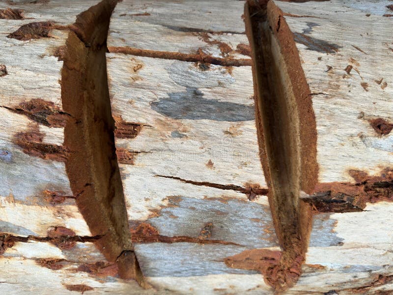 A Wood Fuel Chopped Sharp Hatchet Axe Firewood Ecology Resource ...