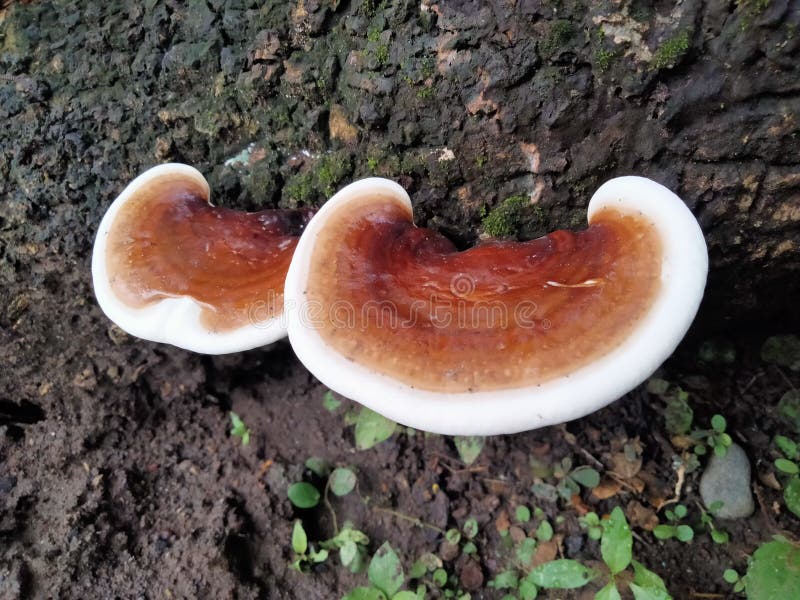 Wood Fungus is a Type of Fungus that Usually Grows Attached To Rotting ...