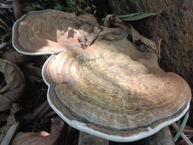 The Wood Ganoderma Fungus Thrives on Rotting Tree Trunks in Tropical ...