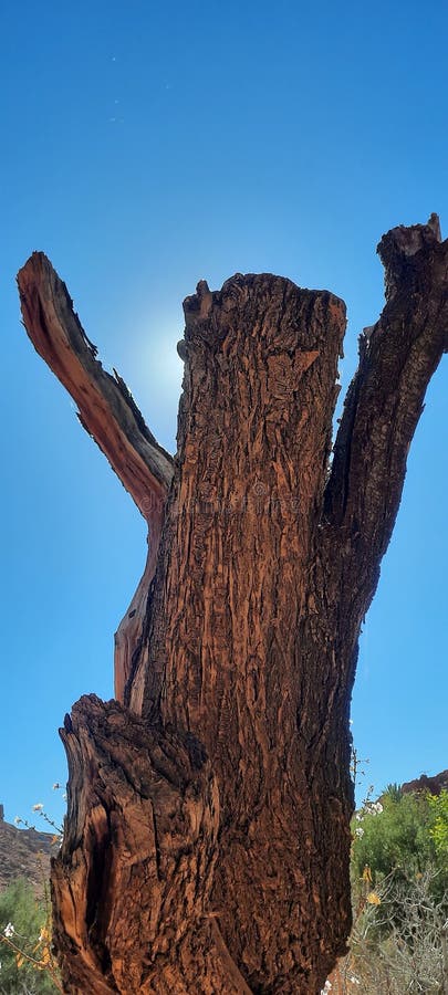 Wood on the Garden in Human Forms Stock Image - Image of form, garden ...