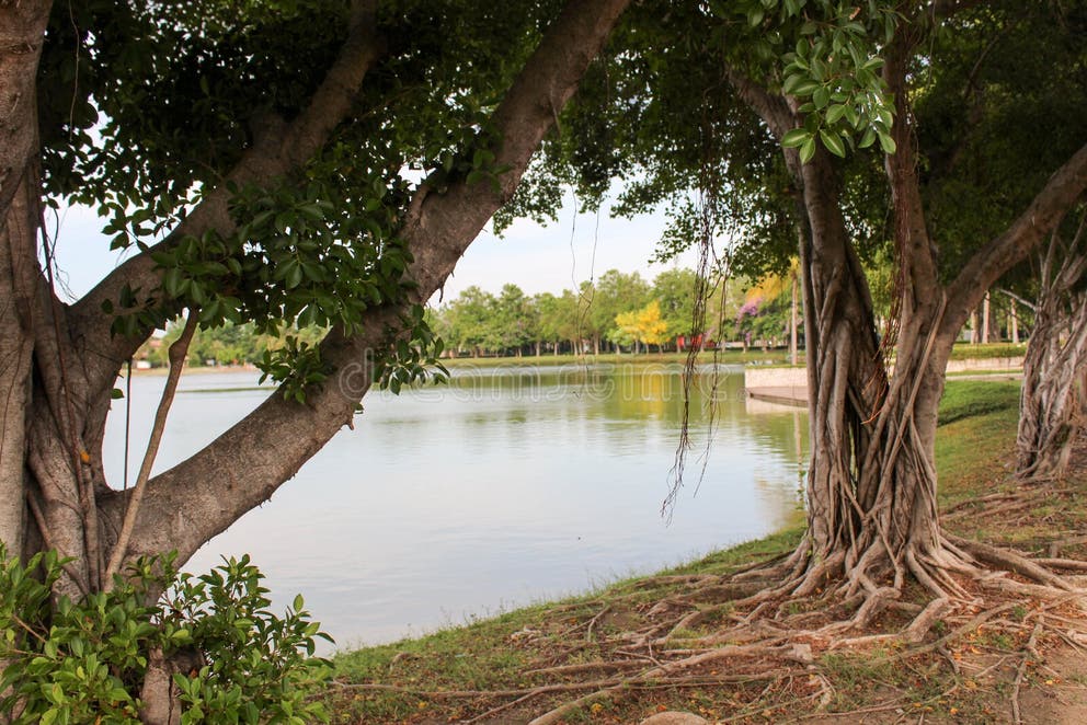 The wood Gate stock image. Image of bank, wood, vegetation - 90921313