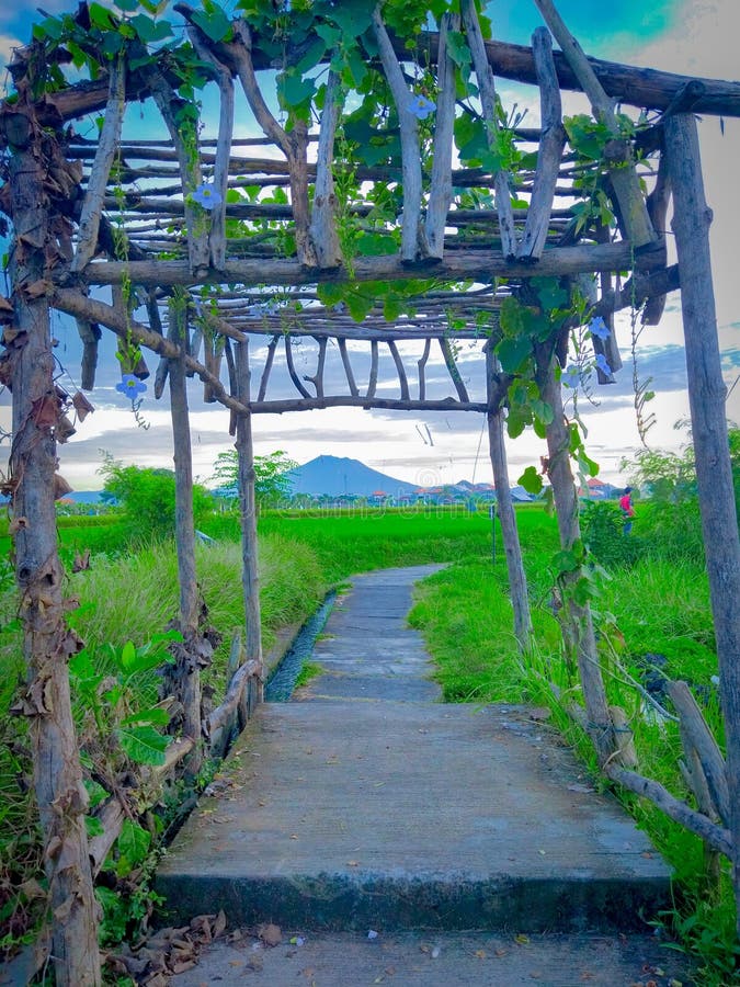Wood gate to rice field stock photo. Image of waterway - 264245622