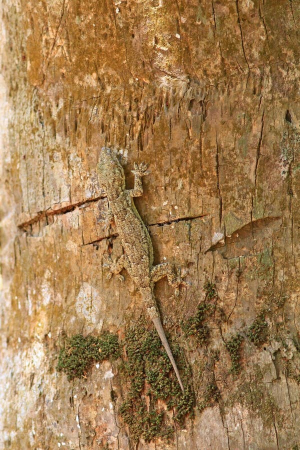 Wood gecko stock photo. Image of lizard, coloring, african - 86465504