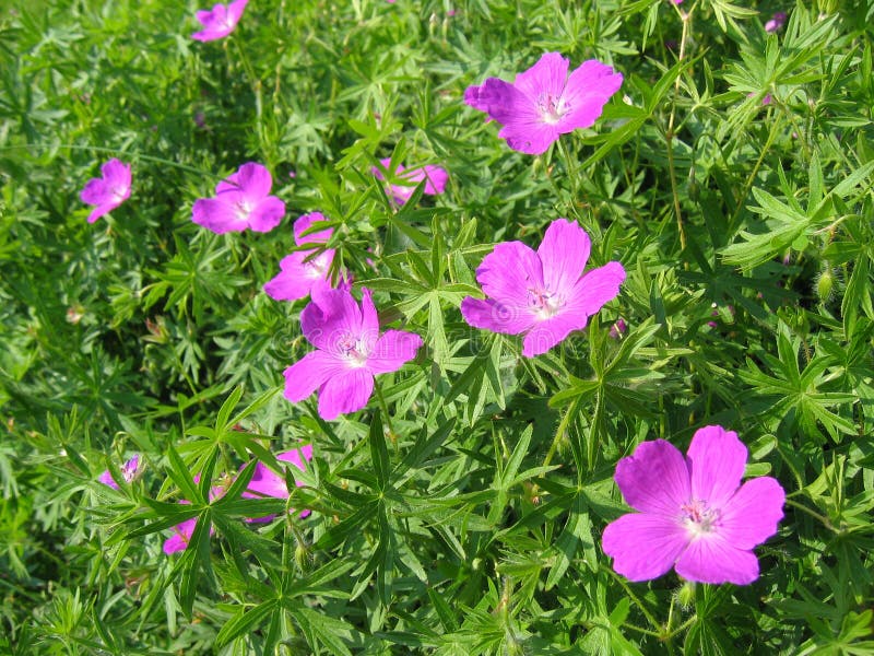 Wood geranium stock image. Image of green, flora, natural - 1062023