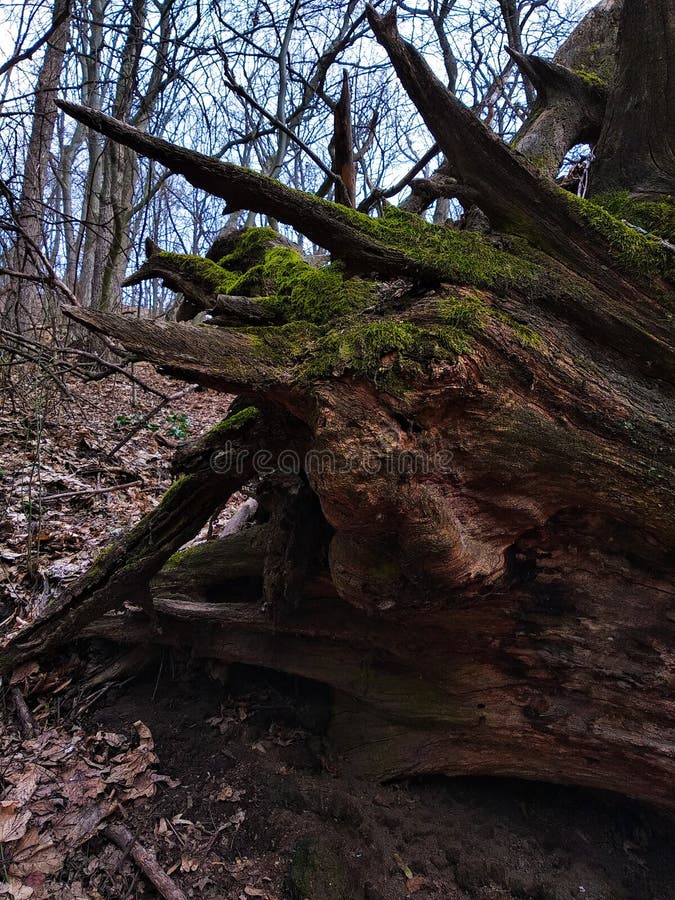 Wood Goblin Sitting Under the Tree Waiting New Year. Stock Image ...