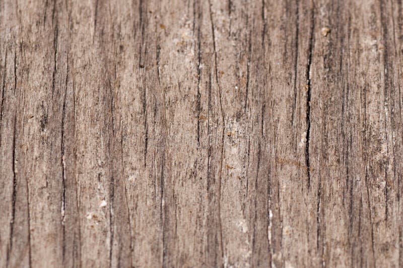 Wood Grain stock image. Image of pine, tree, layer, macro - 15165843