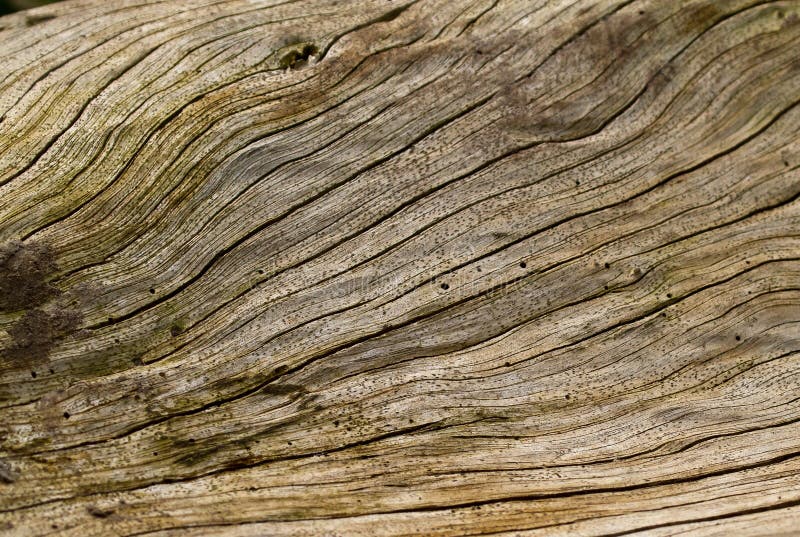Wood Grain stock image. Image of nature, wood, timber - 22629947