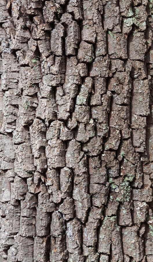 Wood grain bark texture stock photo. Image of brown, floor - 67165144