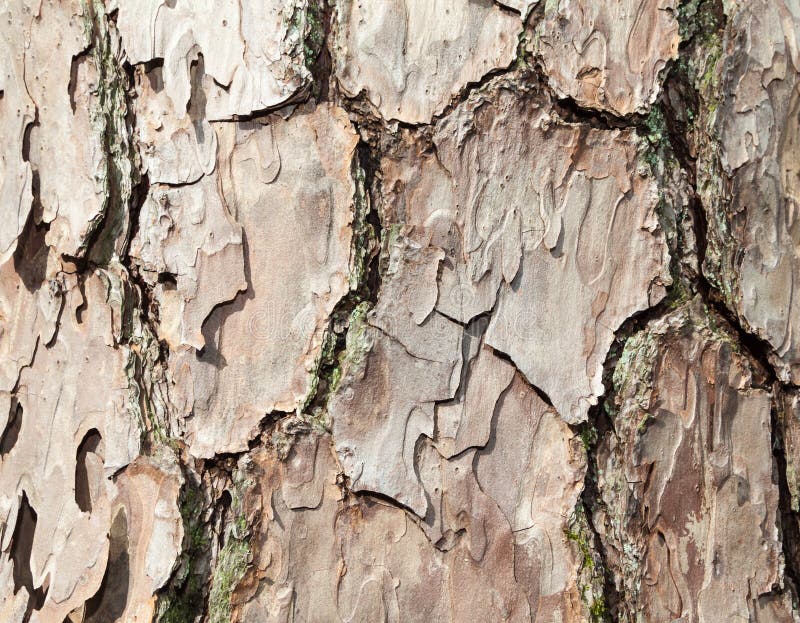 Wood grain bark texture stock image. Image of grain, plant - 67165997