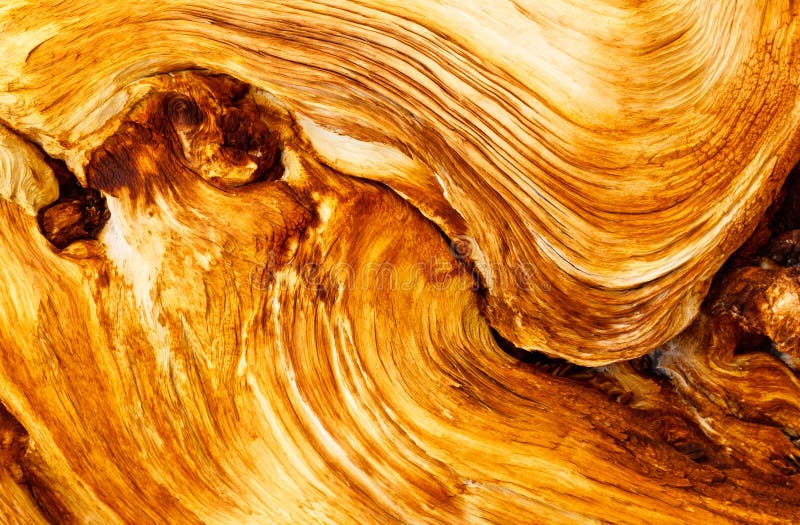 Wood Grain of Dead Pine Tree Stock Image - Image of abstract ...