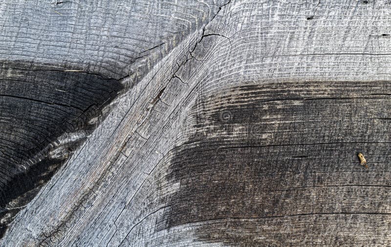 Wood Grain Detail on the Cut Surface of a Tree Stump Stock Image ...