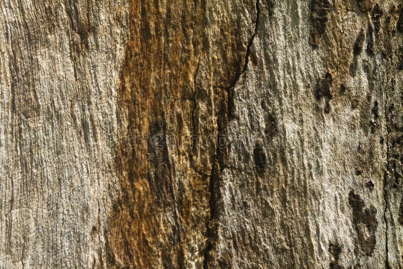 Wood Grain Grunge Texture stock photo. Image of browns - 85810940