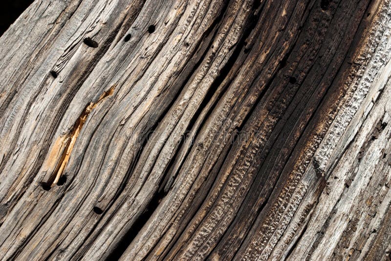 Wood Grain in Old Tree Log stock photo. Image of holes - 14651156