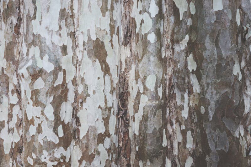 Wood Grain Texture, Trees, Images for the Background Copy Space ...