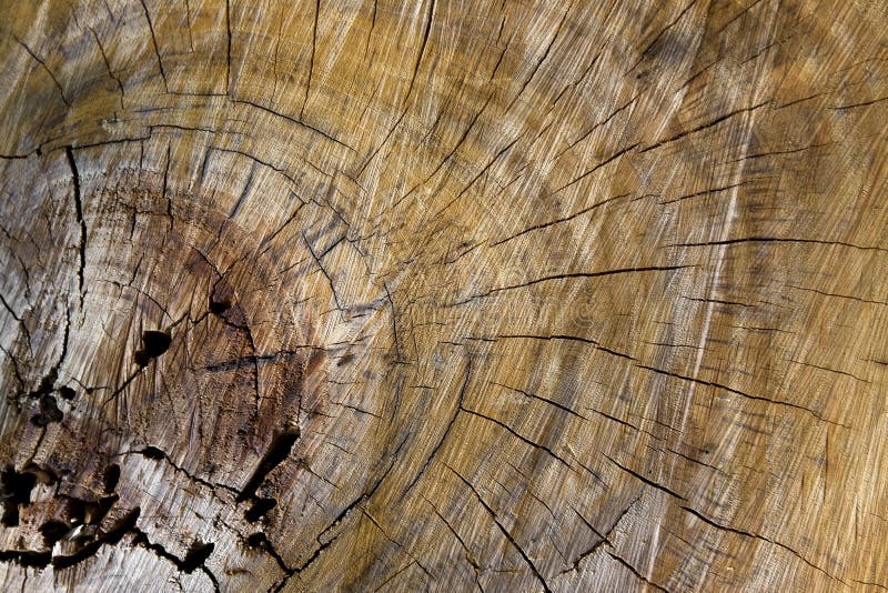 Wood Grain with Tree Rings of Growth Stock Image - Image of insect ...