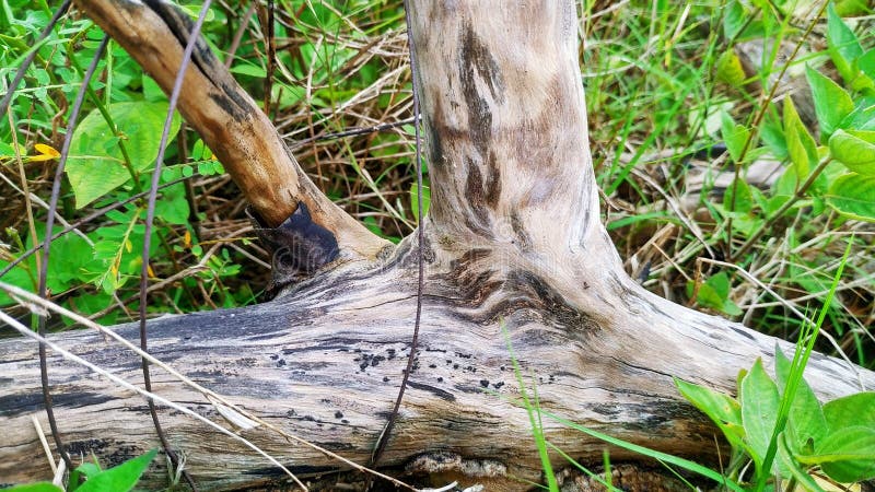 Wood in Grass that Has Long Been Dry in the Sun Stock Photo - Image of ...
