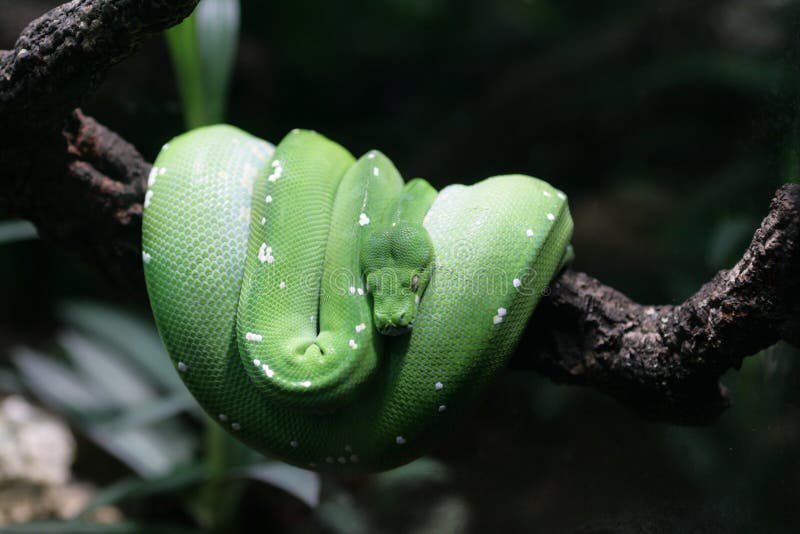 The Wood Green Snake Picture. Image: 3878191