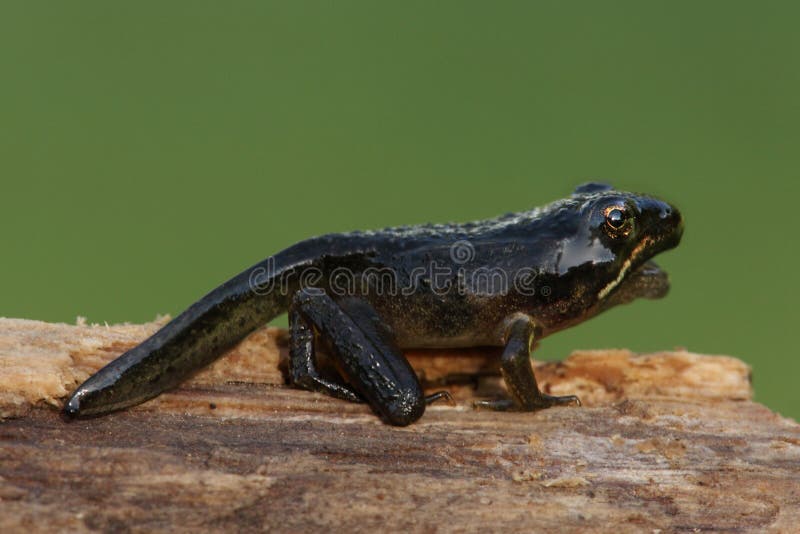 Wood Grodagrodyngel & X28; Ranasylvatica& X29; Arkivfoto - Bild av ...