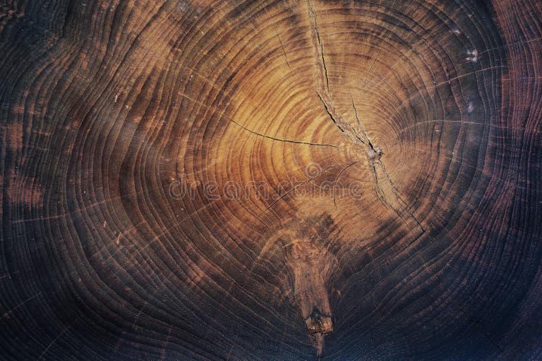 398,048 Half Cut Bras Stock Photos - Free & Royalty-Free Stock Photos ...