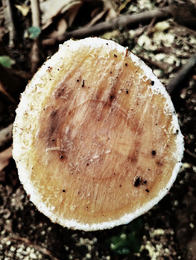 The Wood Has White Resin Coming Out. Stock Image - Image of wood, white ...