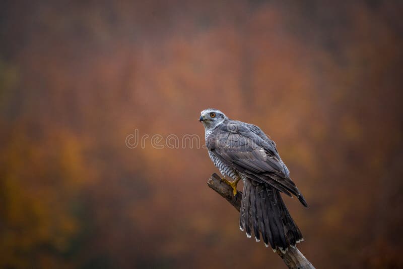 Wood hawk in autumn colors stock photo. Image of biology - 343080538