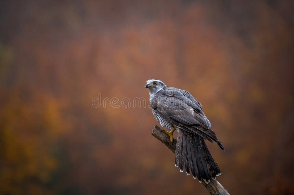 Wood hawk in autumn colors stock photo. Image of biology - 343080538
