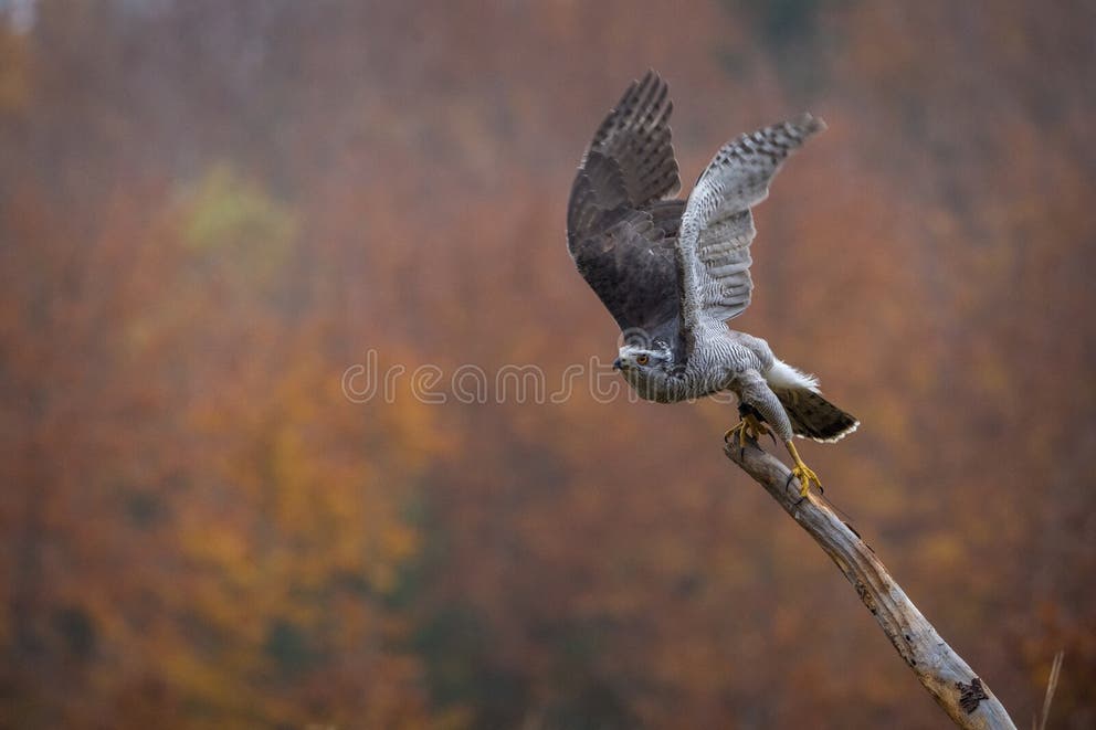 Wood hawk in autumn colors stock photo. Image of hawk - 343080546