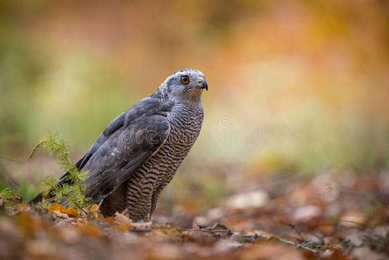 Wood hawk in autumn colors stock image. Image of beautiful - 343080591
