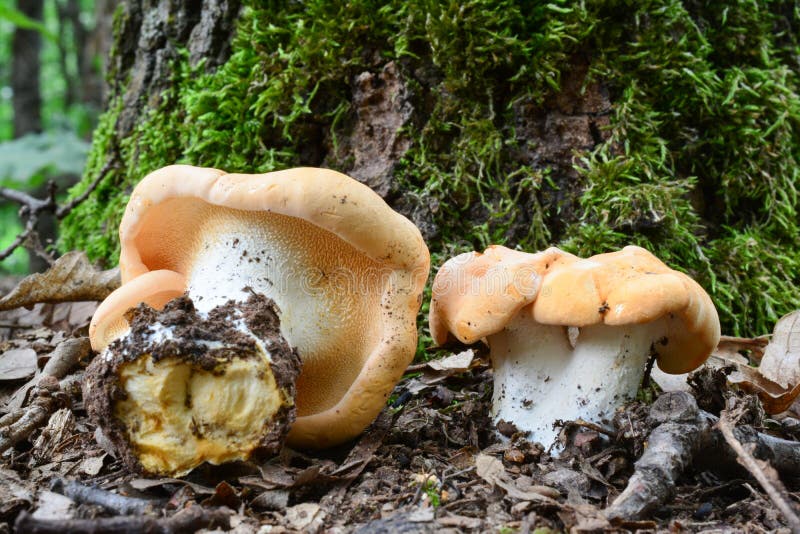 Hedgehog With Mushroom Macro Stock Image Image Of Delicious Harvest 97011361