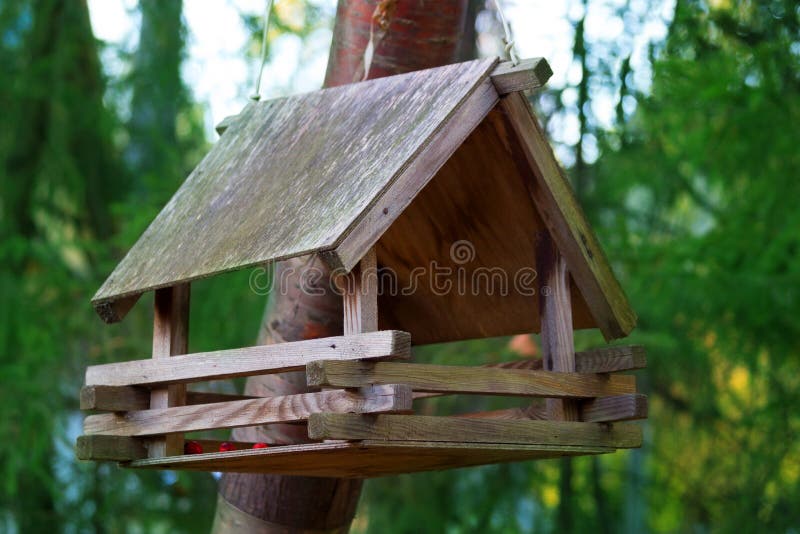 The Wood House Bird on the Tree. Stock Image - Image of nature, country ...