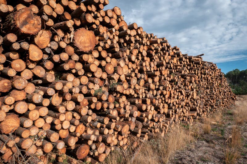 Wood Industry: Pine Log Stacking Stock Image - Image of tree, cutting ...