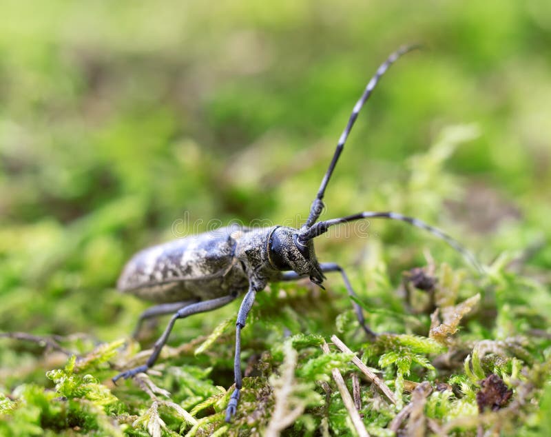 Wood insect stock photo. Image of small, long, cerambycidae - 43793670