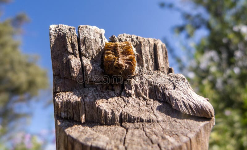 Wood with insect shell stock photo. Image of shell, backgrounds - 155372788