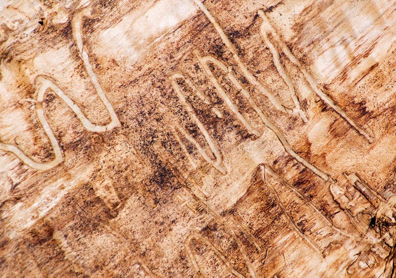 Wood with Insect Trails stock image. Image of nature, eaten - 2435155
