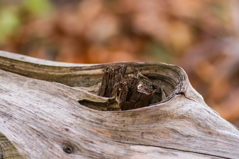 Wood knot on tree trunk stock image. Image of tree, closeup - 36595541