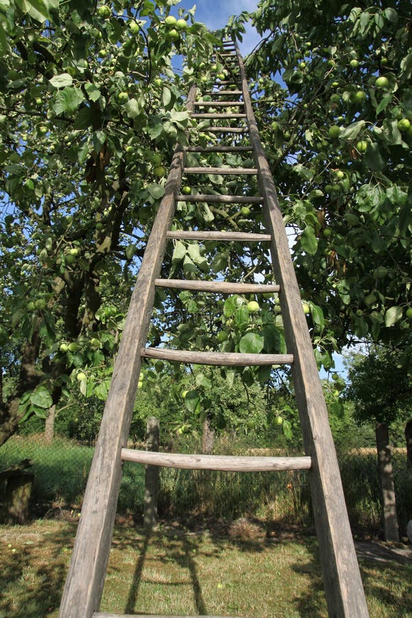 Wood ladder in aple tree stock photo. Image of tree, stair - 63703112