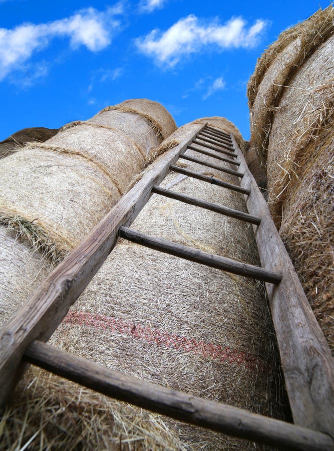 Wood Ladder in the Barn with Bales of Hay Stock Photo - Image of barn ...