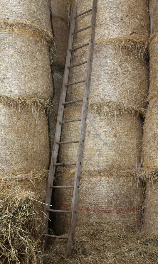 Wood Ladder in the Barn of the Farm Stock Image - Image of straw, bale ...