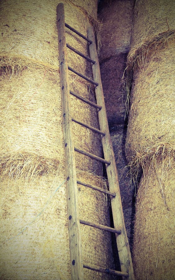 Wood Ladder in the Barn of the Farm Stock Photo - Image of barn, high ...
