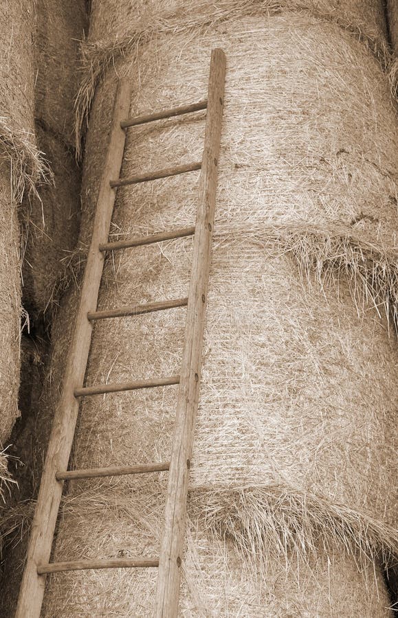 Wood Ladder in the Barn of the Farm Stock Photo - Image of high, rolled ...