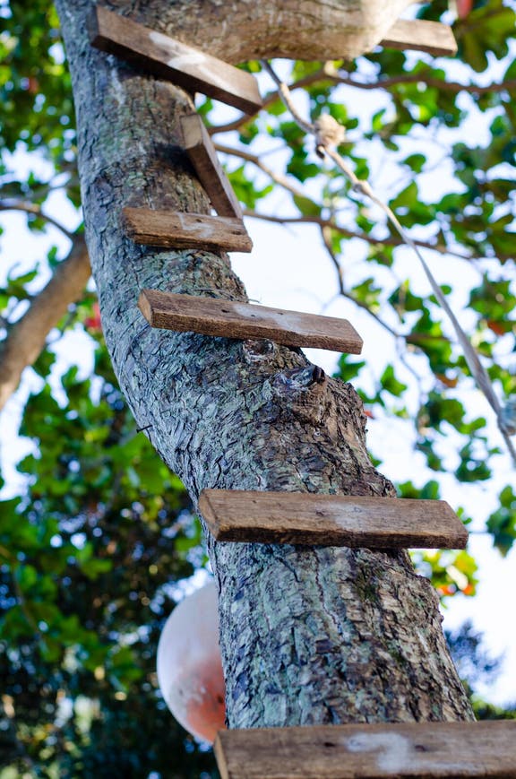 Wood ladder on tree stock image. Image of escalate, tree - 53899109