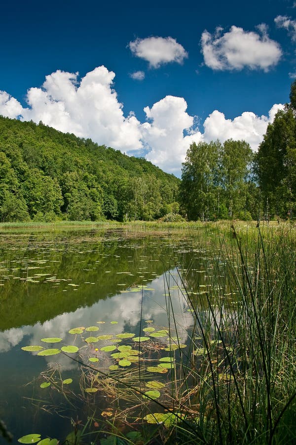 Wood lake stock image. Image of forest, summer, landscape - 10898579