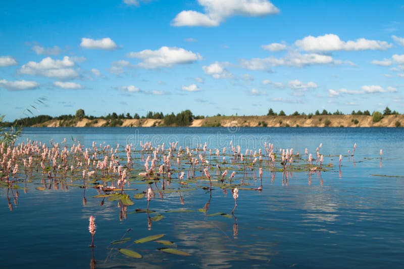 Wood lake stock photo. Image of lake, leaf, flora, flowers - 18993616